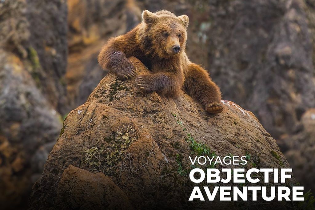 Observation ours brun - Randonnée Parc Naturel de Somiedo - 7 jours