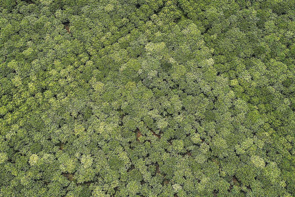 Trek Rwanda - Randonnée Congo Nile Trail - Foret de Nyungwe - 10 jours